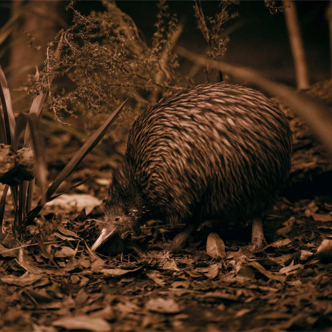 Te Puia, Rotorua Geothermal Park, Māori Culture and Restaurant. Te Pō ...
